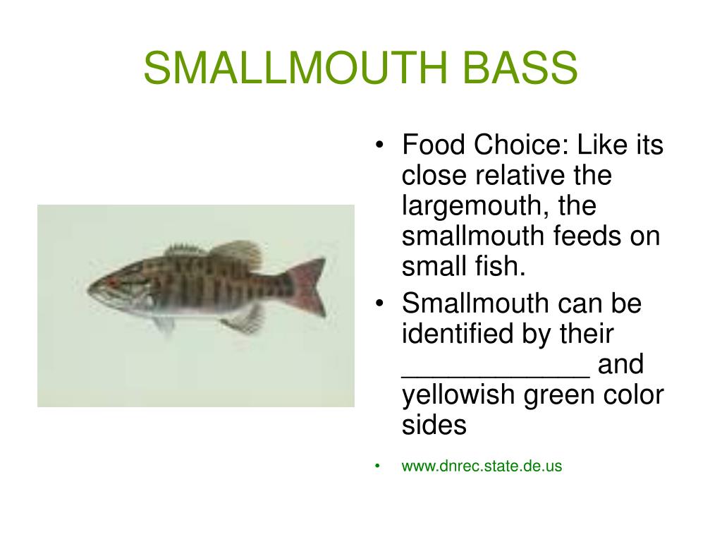 PPT - Freshwater Fish of the Northern U.S. & Canada PowerPoint ...