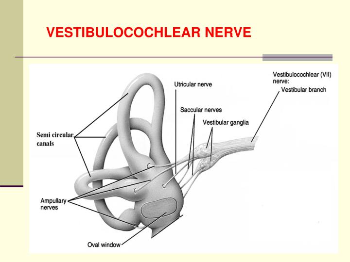 PPT - CEREBELLUM AND VESTIBULOCOCHLEAR NERVE PowerPoint Presentation ...