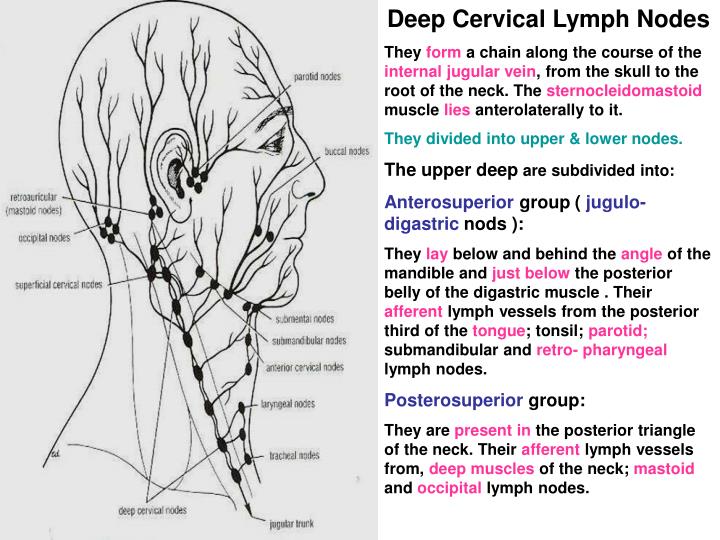 PPT - Pterygopalatine Ganglion PowerPoint Presentation - ID:1701516