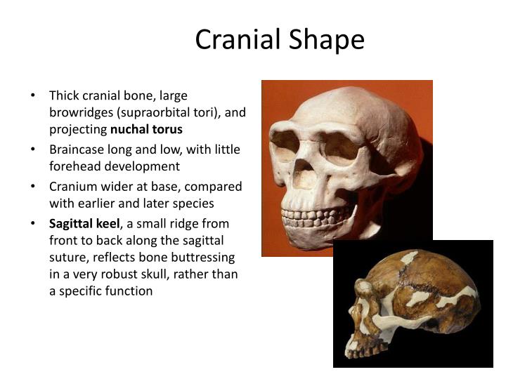 PPT - Brain Size PowerPoint Presentation - ID:1701958