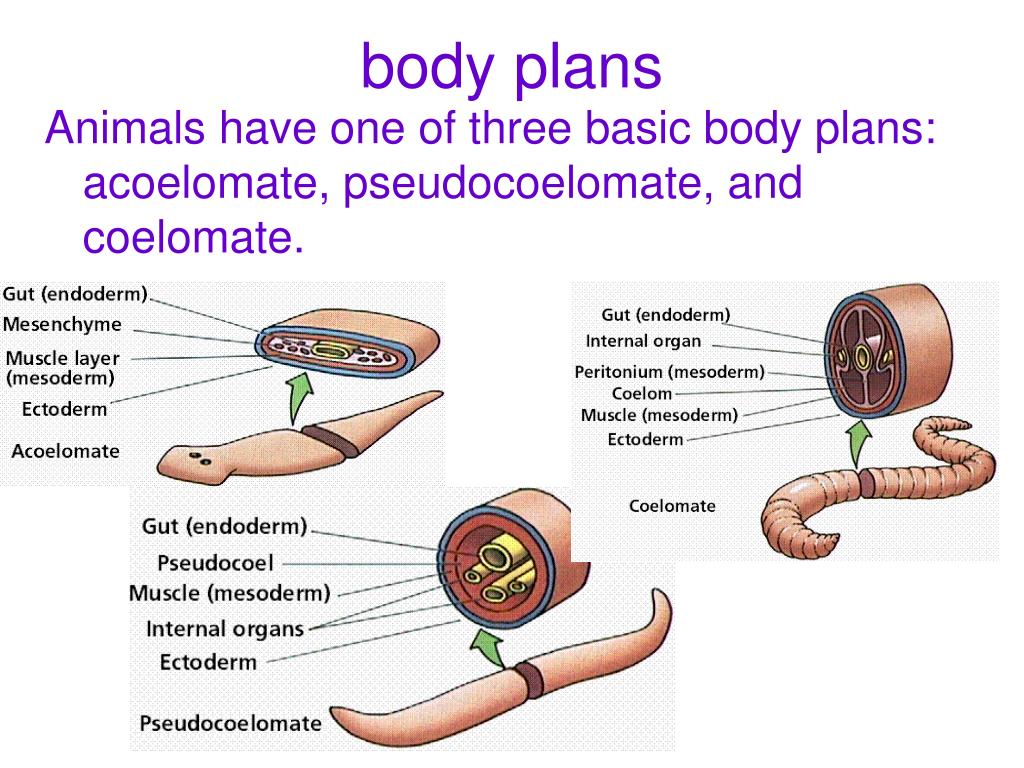 PPT Introduction To Animals PowerPoint Presentation Free Download PPT Introduction To Animals PowerPoint Presentation Free Download