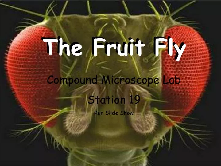 PPT - The Fruit Fly PowerPoint Presentation, free download - ID:1702691