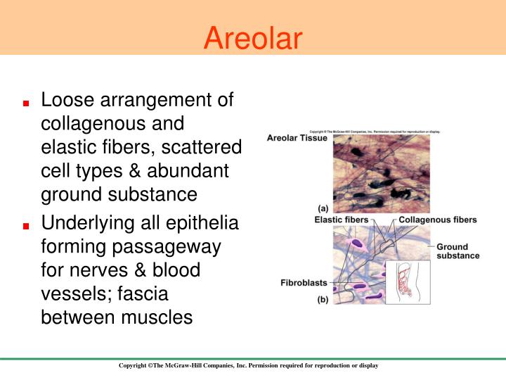 PPT - Simple squamous epithelium PowerPoint Presentation - ID:1702759