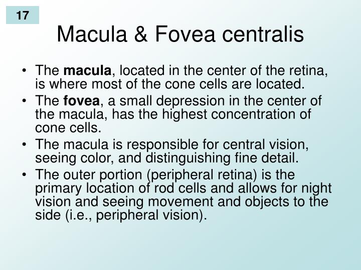PPT - THE EYE PowerPoint Presentation - ID:1703082