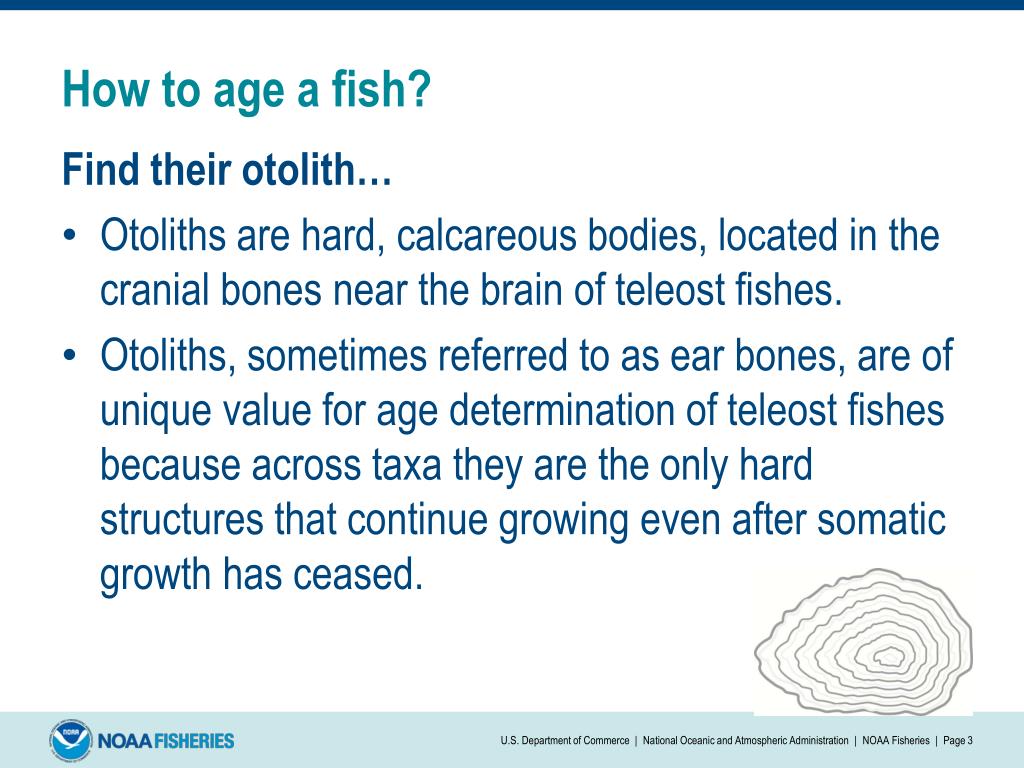 PPT - Science Behind Sustainable Seafood PowerPoint Presentation, free ...