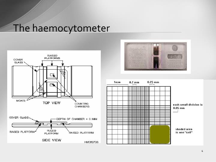 PPT - Cell count and WBC differential Count PowerPoint Presentation ...
