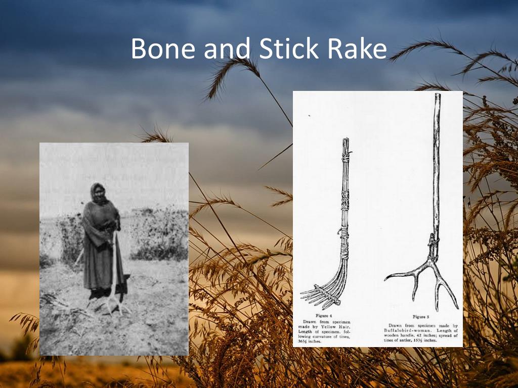 PPT - Native American Traditional Garden: Retracing our heritage ...