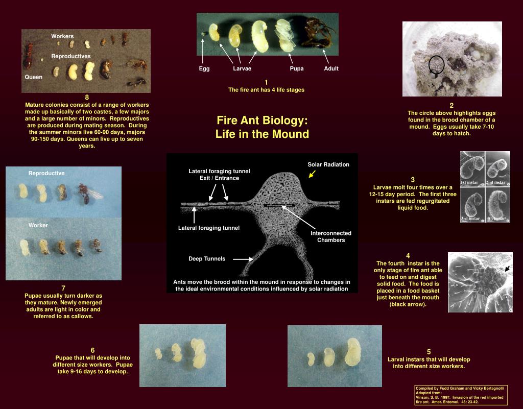 PPT - Fire Ant Biology: Life in the Mound PowerPoint Presentation, free ...