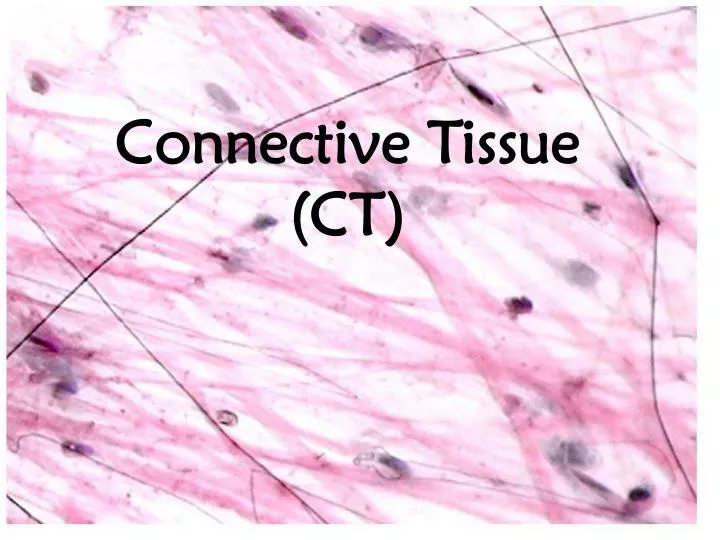 PPT - Connective Tissue (CT) PowerPoint Presentation, free download ...