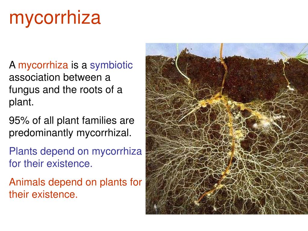 PPT - The largest single organism on Planet Earth is a mycorrhiza found ...