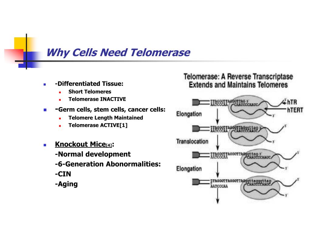 PPT - Telomerase, Immortalization and Cancer Eric Bankaitis Cancer Bio ...