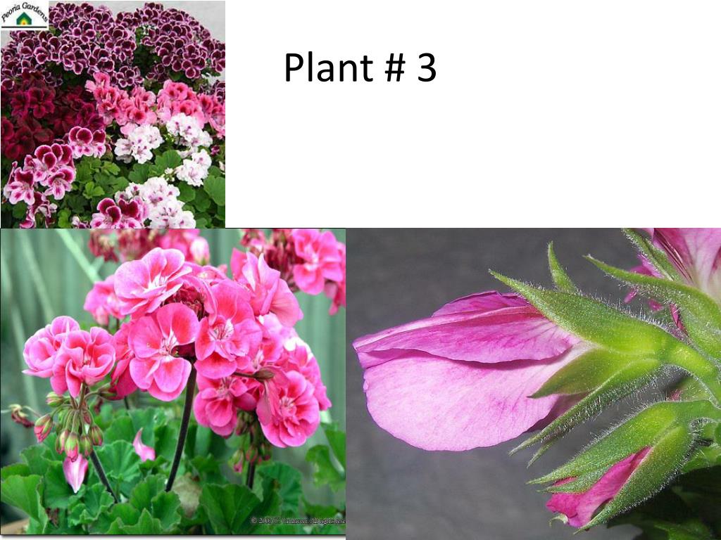 PPT - Floriculture ID Quiz # 4 – Plant #1 PowerPoint Presentation, free ...