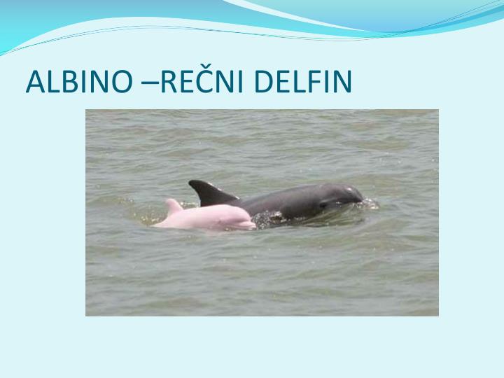 PPT - DELFINI PowerPoint Presentation - ID:1706834