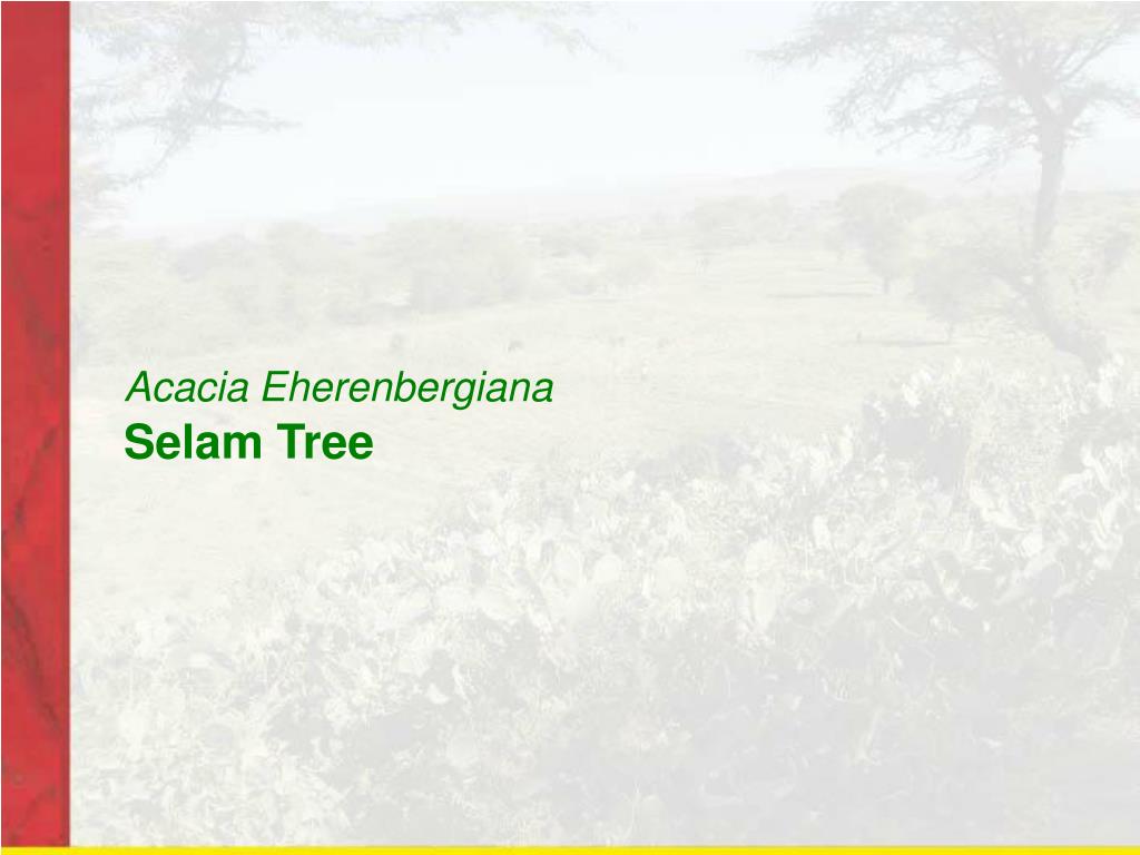PPT - The Role of Indigenous Trees in Rural Livelihoods of the Tihama ...