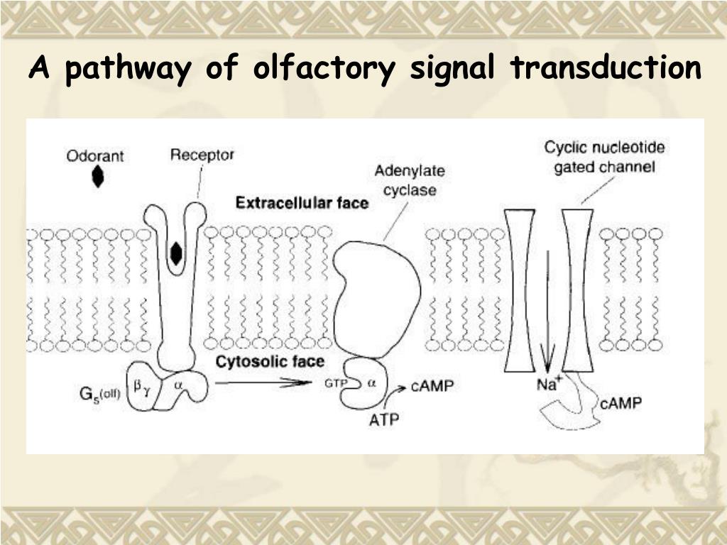 PPT - A Novel Multigene Family May Encode Odorant Receptors: A ... PPT - A Novel Multigene Family May Encode Odorant Receptors: A ...