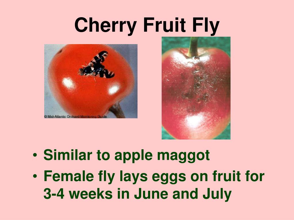 PPT - Insect Pests in Home Fruit Gardens: Basic Training for Master ...