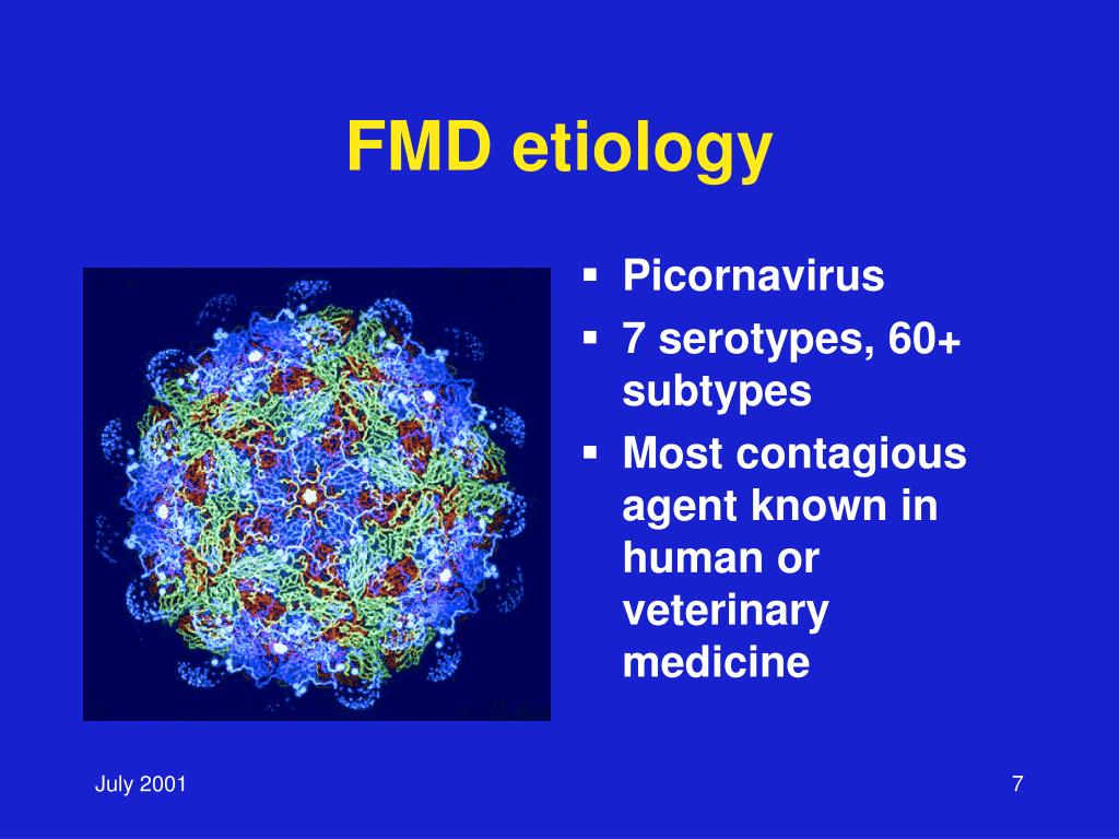 PPT - Foot and Mouth Disease PowerPoint Presentation, free download ...