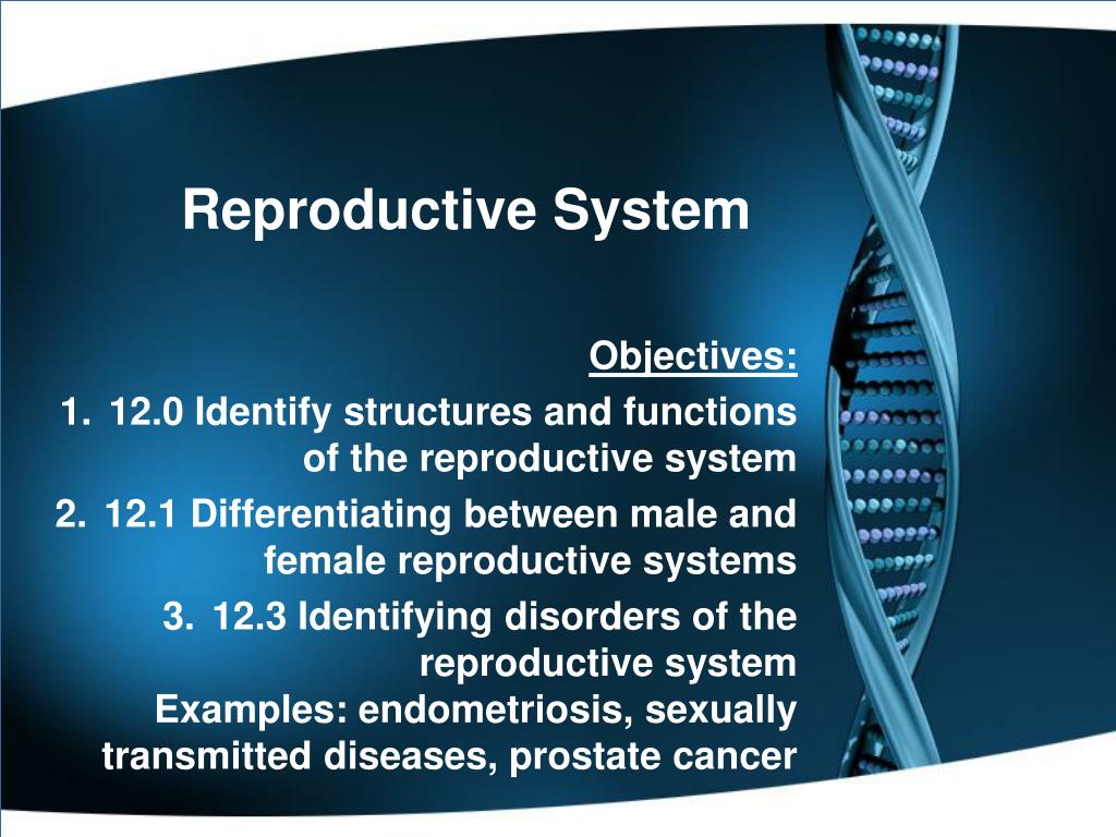 Ppt Reproductive System Powerpoint Presentation Free Download Id