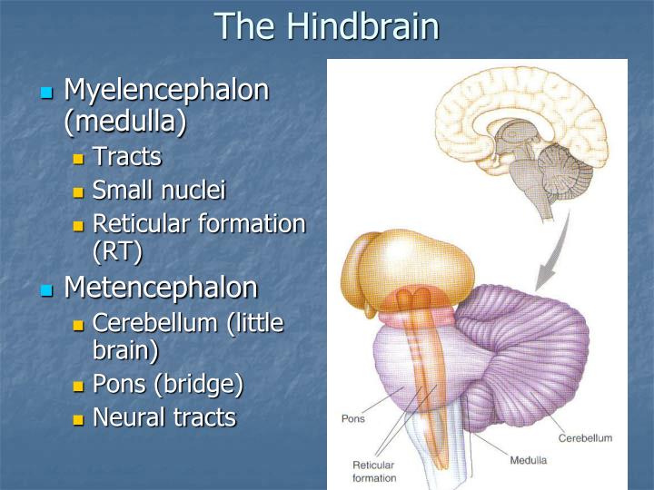 PPT - The Anatomy of the Nervous System PowerPoint Presentation - ID ...