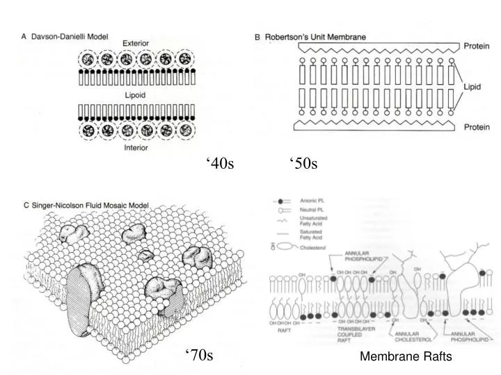 PPT - Membrane Rafts PowerPoint Presentation, free download - ID:1709911
