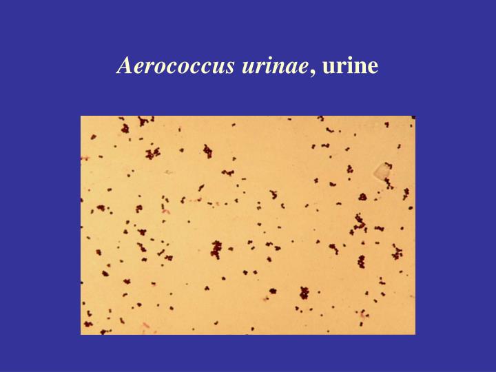 PPT - Streptocoques, pneumocoque, entérocoques PowerPoint Presentation ...