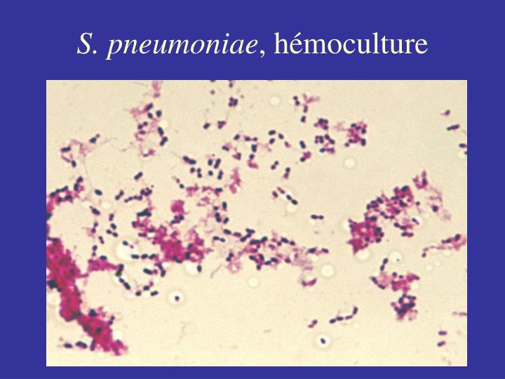 PPT - Streptocoques, pneumocoque, entérocoques PowerPoint Presentation ...