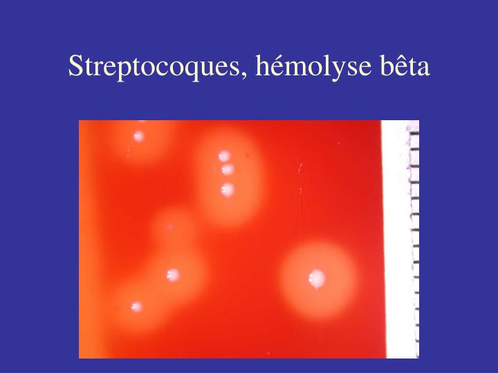 PPT - Streptocoques, pneumocoque, entérocoques PowerPoint Presentation ...