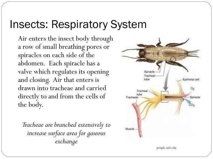 PPT - Patterns in Nature Topic 14: Gaseous Exchange in Animals ...