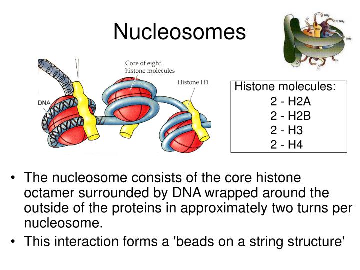 PPT - Unit 3: Interphase Nucleus PowerPoint Presentation - ID:1710452