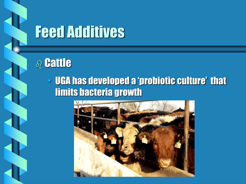 PPT - Animal Nutrition and HACCP PowerPoint Presentation, free download ...