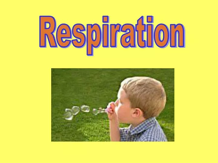 PPT - Respiration PowerPoint Presentation, free download - ID:1710580