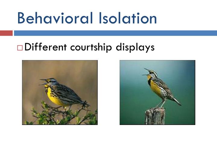 PPT - SPECIES AND SPECIATION PowerPoint Presentation - ID:1710625