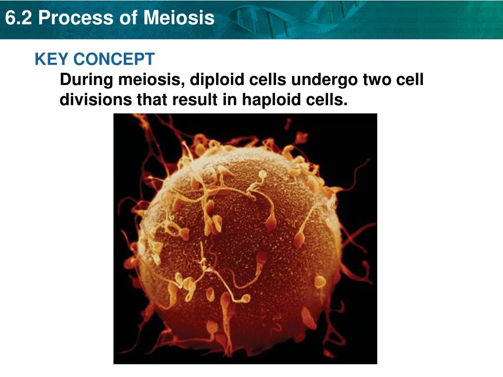 PPT - KEY CONCEPT During meiosis, diploid cells undergo two cell ...