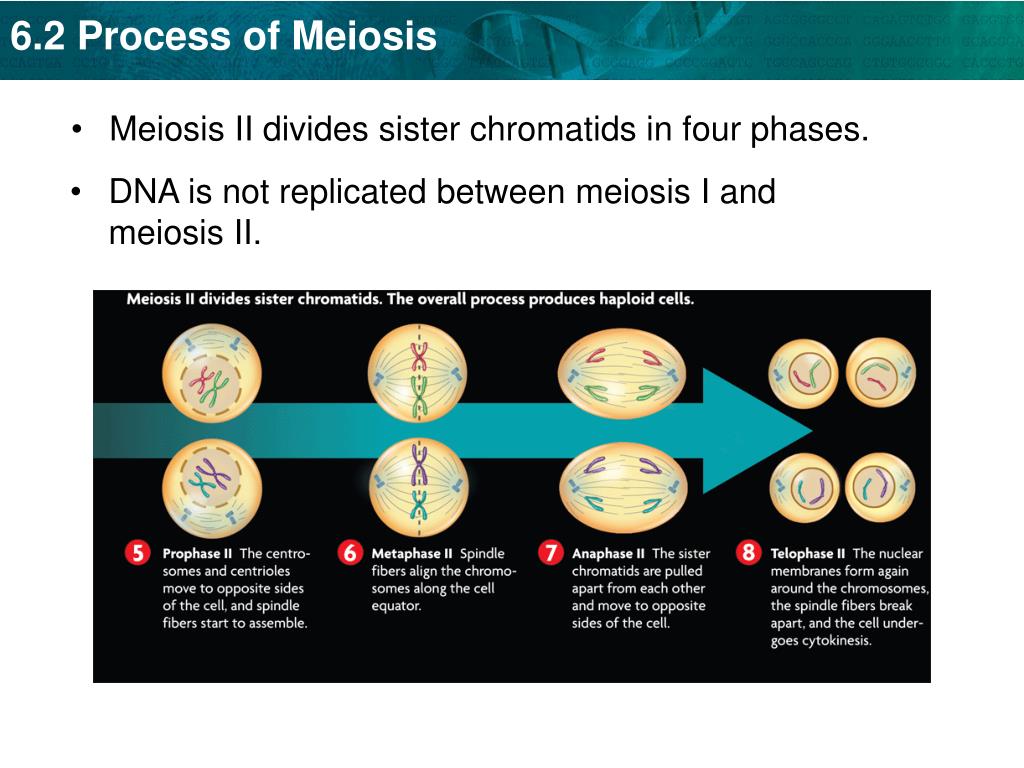 PPT - Understanding Meiosis: The Process of Gamete Formation and ...
