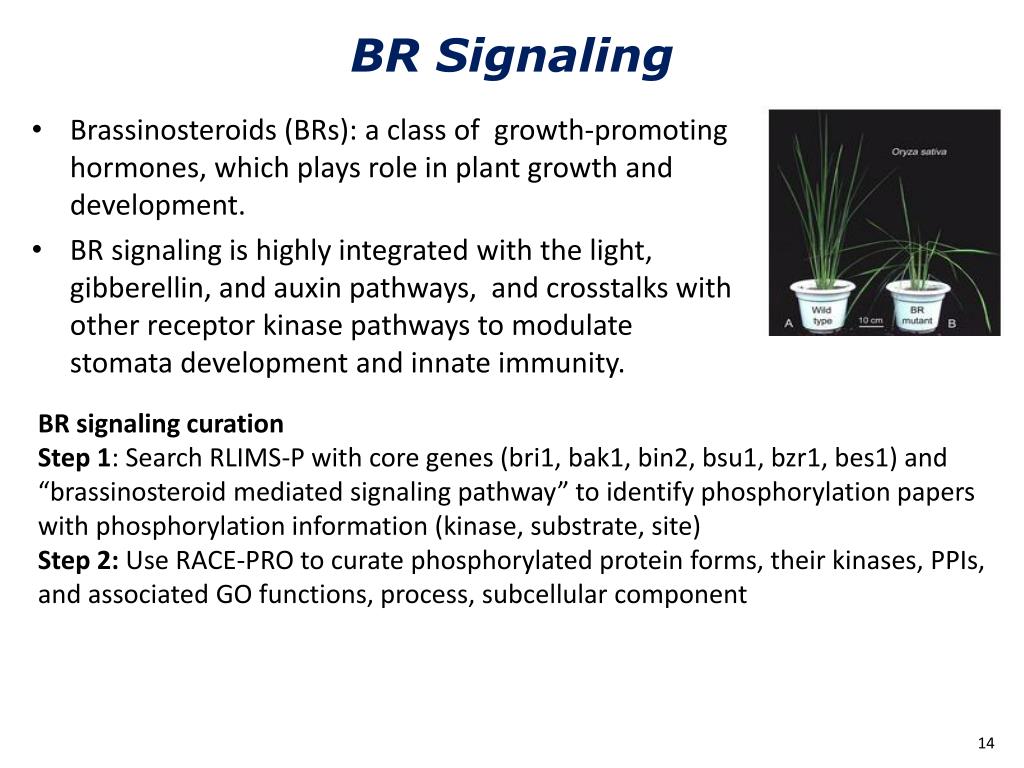 PPT - cROP Plant Ontologies & Protein Ontology (PRO) PowerPoint ...