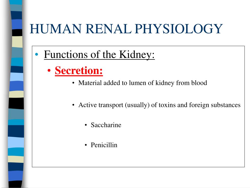PPT - HUMAN RENAL PHYSIOLOGY: FLUID & ELECTROLYTE BALANCE PowerPoint ...