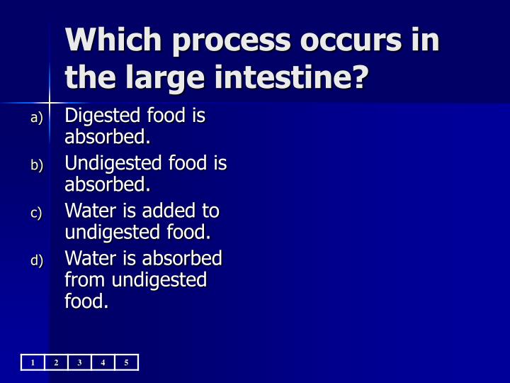 PPT - Digestive System PowerPoint Presentation - ID:1711148