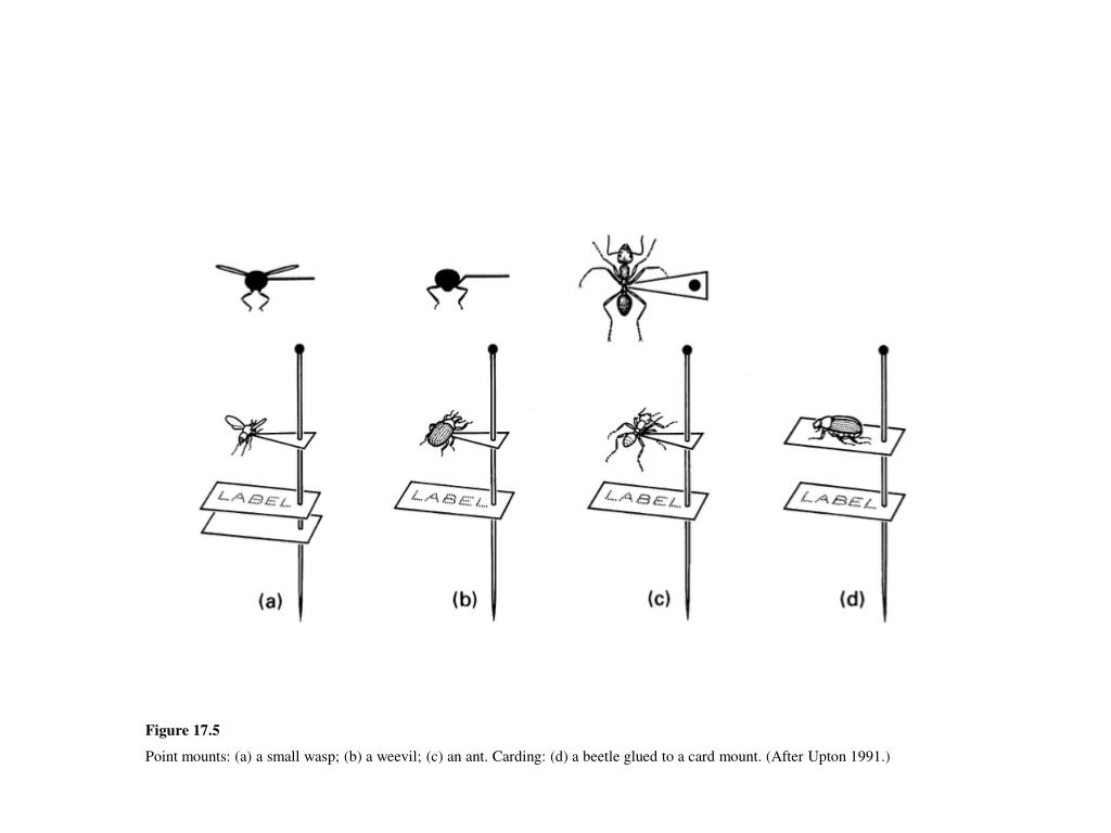 PPT - Butterfly Collection Techniques: A Guide to Insect Preservation ...