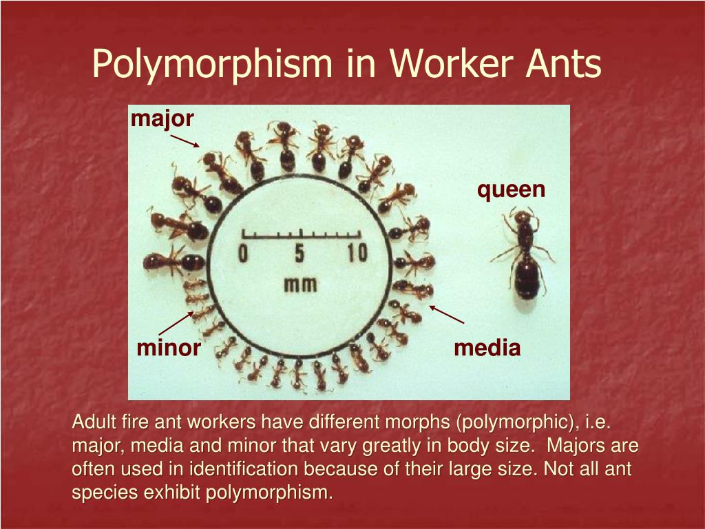 PPT - I. b. Imported Fire Ant Identification and Biology PowerPoint ...