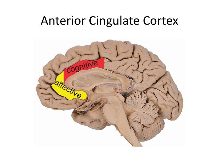 PPT - Slackers Guide: Limbic, Memory, Prefrontal Cortex V2 PowerPoint ...