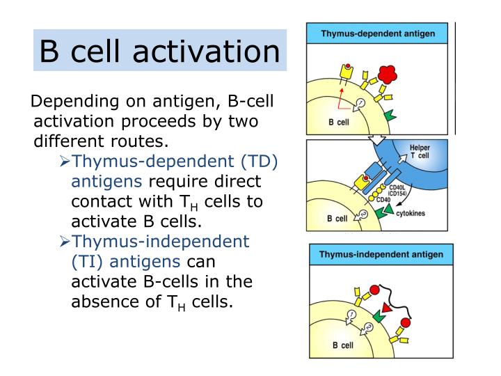 PPT - B-Cell Generation, Activation, and Differentiation PowerPoint ...