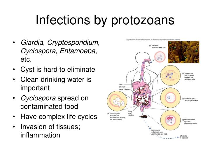 PPT - Diseases of the gastrointestinal tract Components of digestive ...