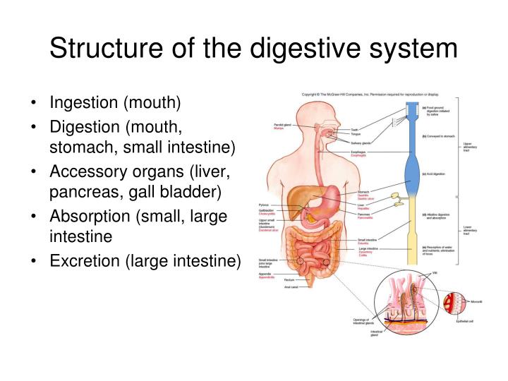 PPT - Diseases of the gastrointestinal tract Components of digestive ...
