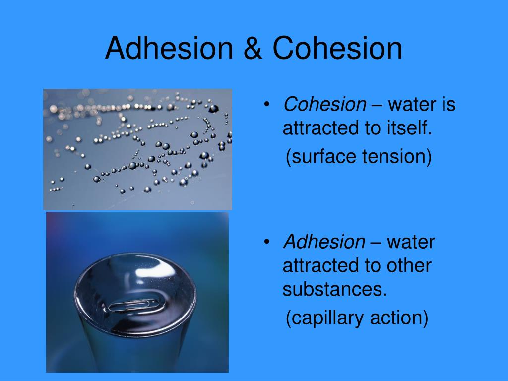 Properties Of Water Powerpoint Adhesion Cohesion Surface Tension – Bilarasa Properties Of Water Powerpoint Adhesion Cohesion Surface Tension – Bilarasa
