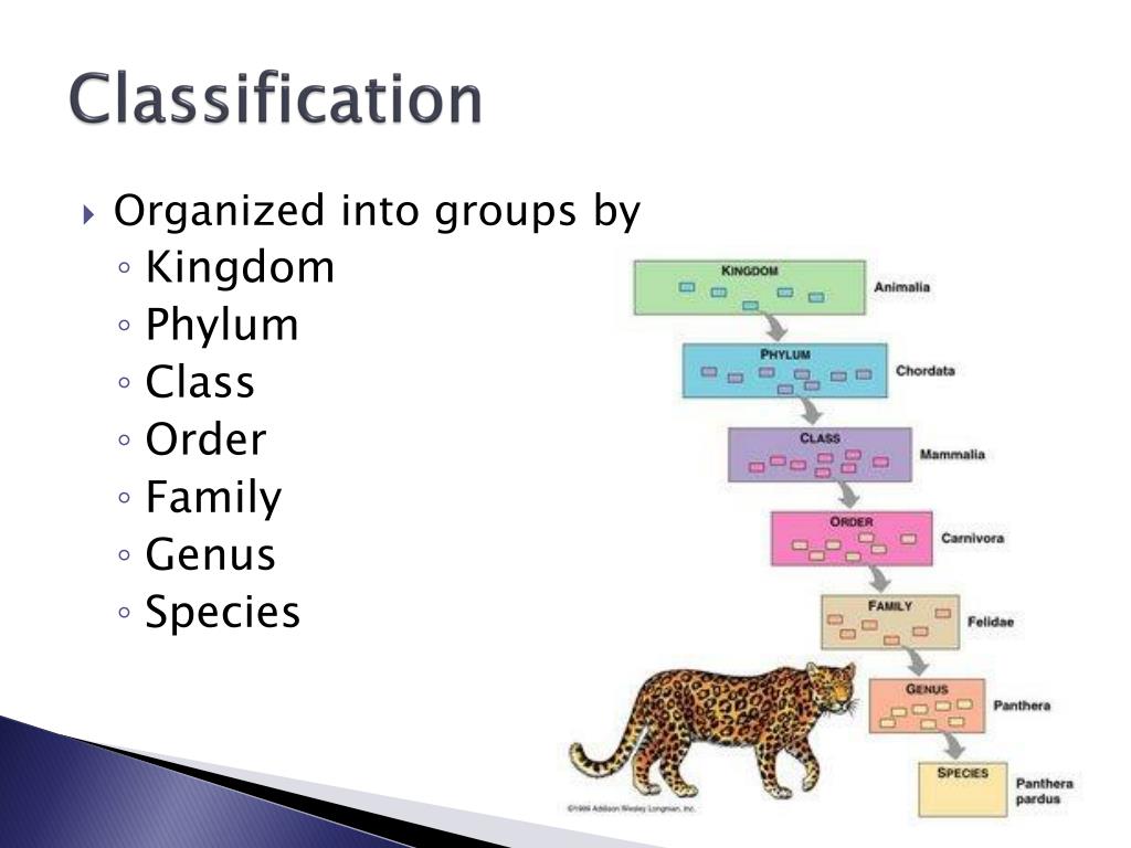 PPT - Classification PowerPoint Presentation, free download - ID:1712838 PPT - Classification PowerPoint Presentation, free download - ID:1712838