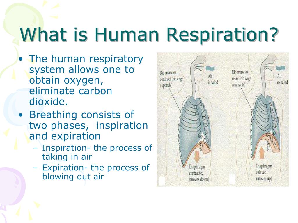 PPT - Human Respiration PowerPoint Presentation, free download - ID:1713201