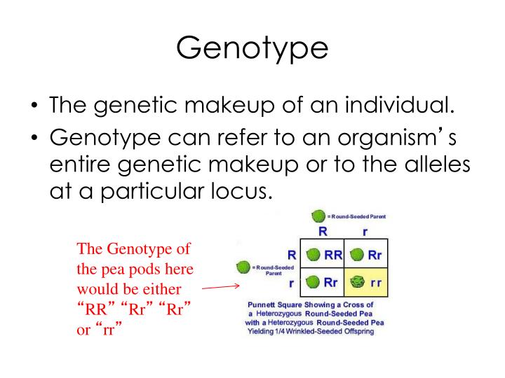 PPT - Punnett Square PowerPoint Presentation - ID:1713251