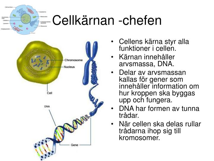 PPT - Cellen och dess delar PowerPoint Presentation - ID:1713657