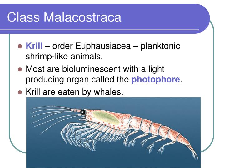 PPT - Aquatic Mandibulates PowerPoint Presentation - ID:1714063