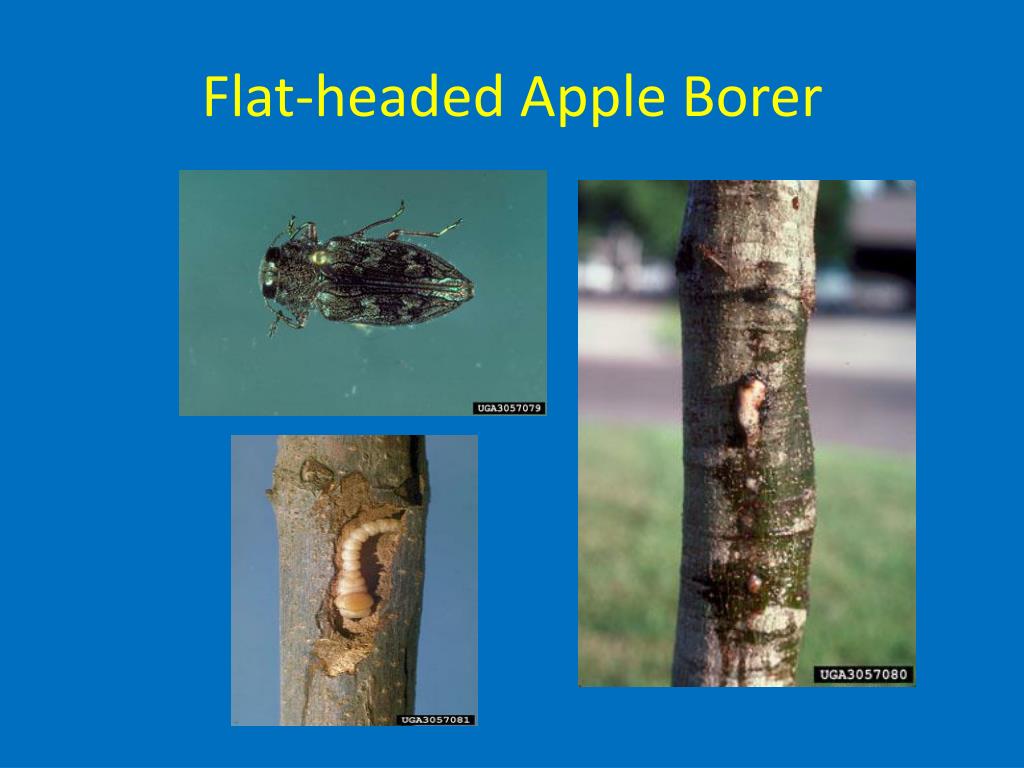 PPT - INSECT PESTS OF NEW PLANTINGS PowerPoint Presentation, free ...